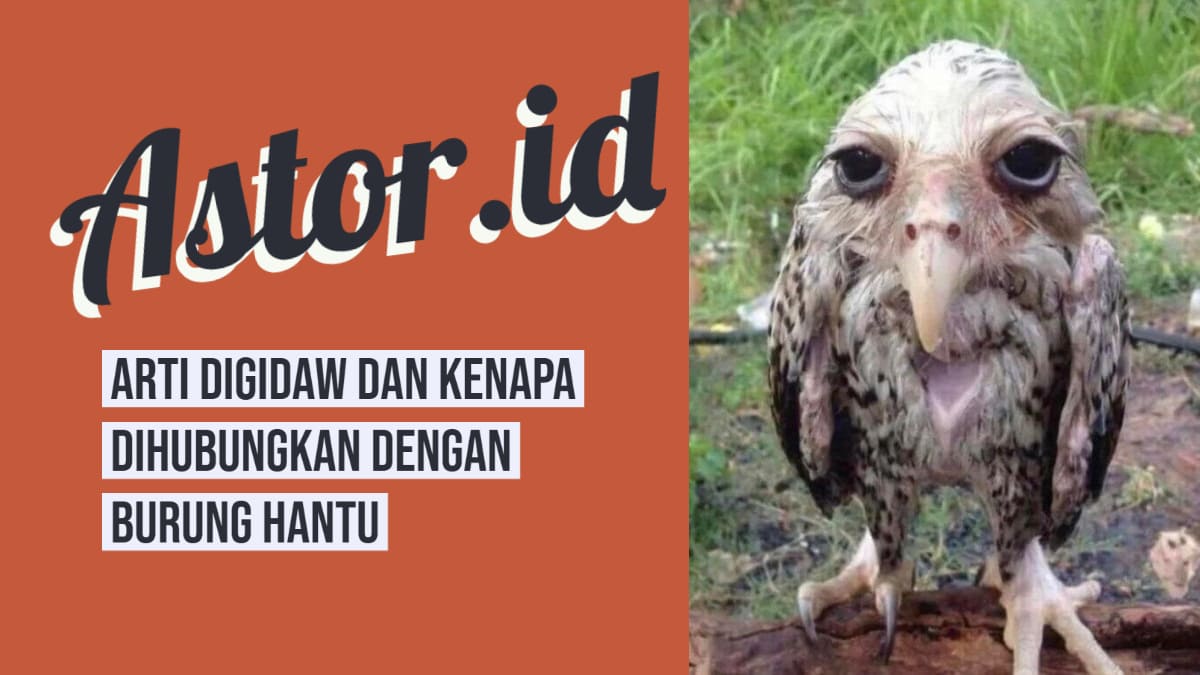 Arti Digidaw dan Kenapa Dikaitkan dengan Burung Hantu