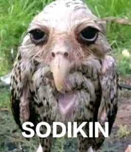 Arti Digidaw dan Kenapa Dikaitkan dengan Burung Hantu