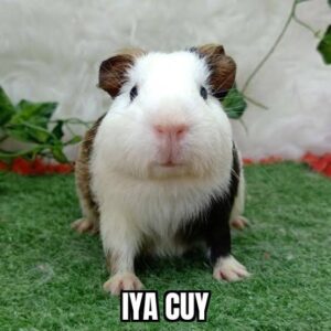 Arti Cuy dalam Bahasa Gaul dan Kenapa Dikaitkan Tikus Belanda