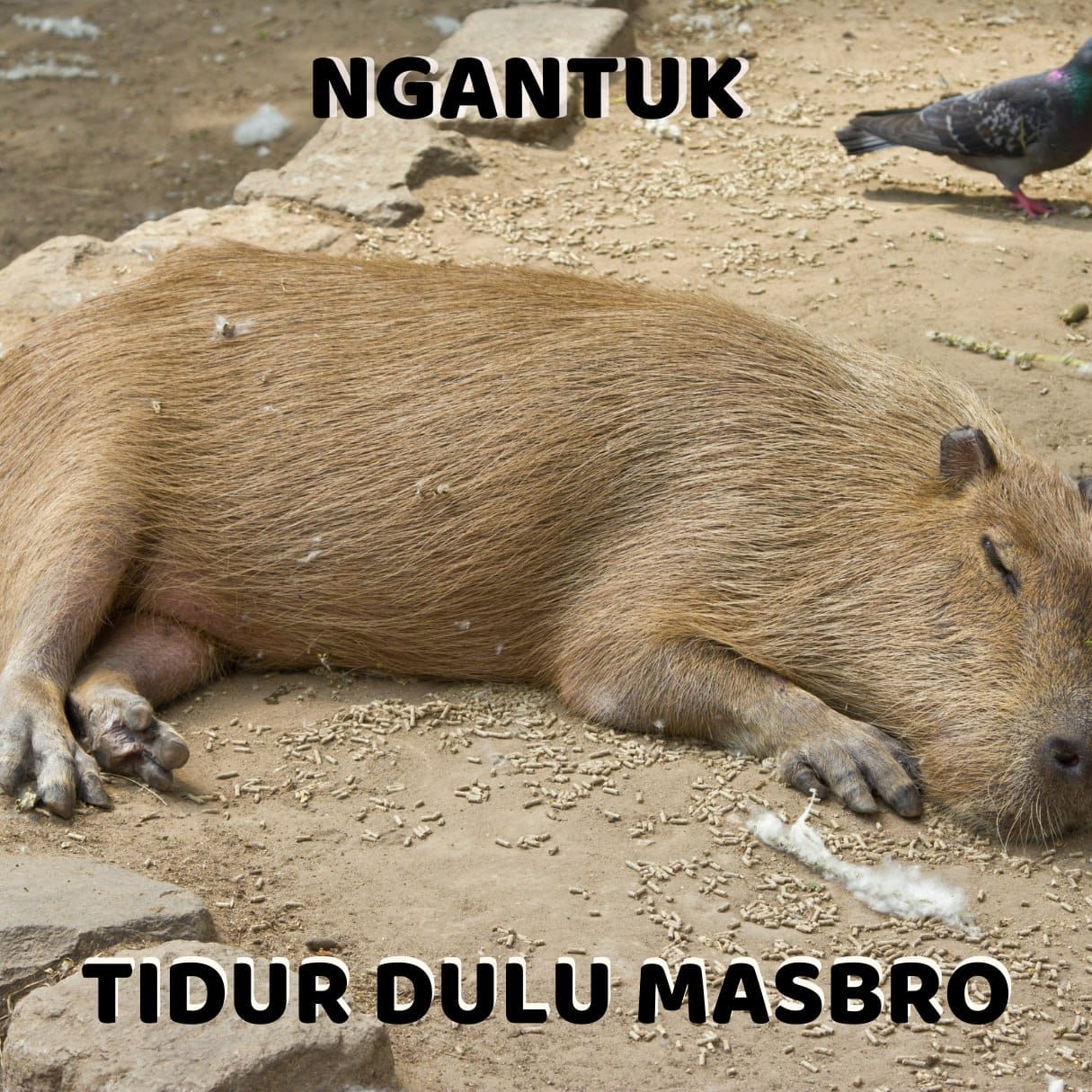 Arti Masbro & Kenapa Disandingkan dengan Hewan Kapibara