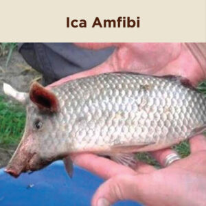 Kenapa Babi Disebut Ica? Ini Awal Mula & Konteksnya