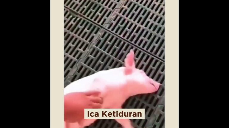 Kenapa Babi Disebut Ica? Ini Awal Mula & Konteksnya