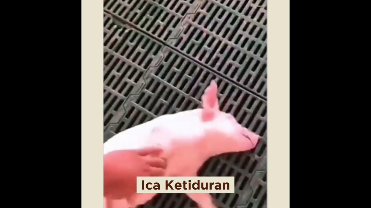 Kenapa Babi Disebut Ica? Ini Awal Mula & Konteksnya