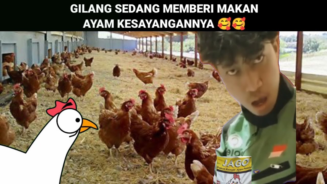 Meme & Link Video Gilang Pecinta Ayam Bebek Ojol yang Viral di Twitter